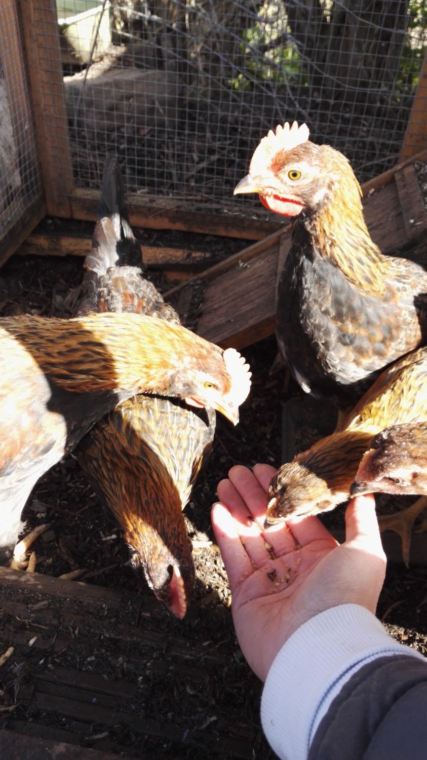brown leghorn baby chicks