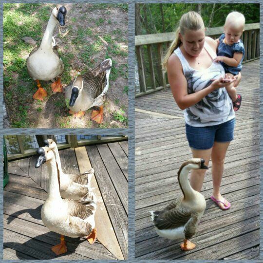 African Or Chinese Geese Backyard Chickens Learn How To Raise Chickens
