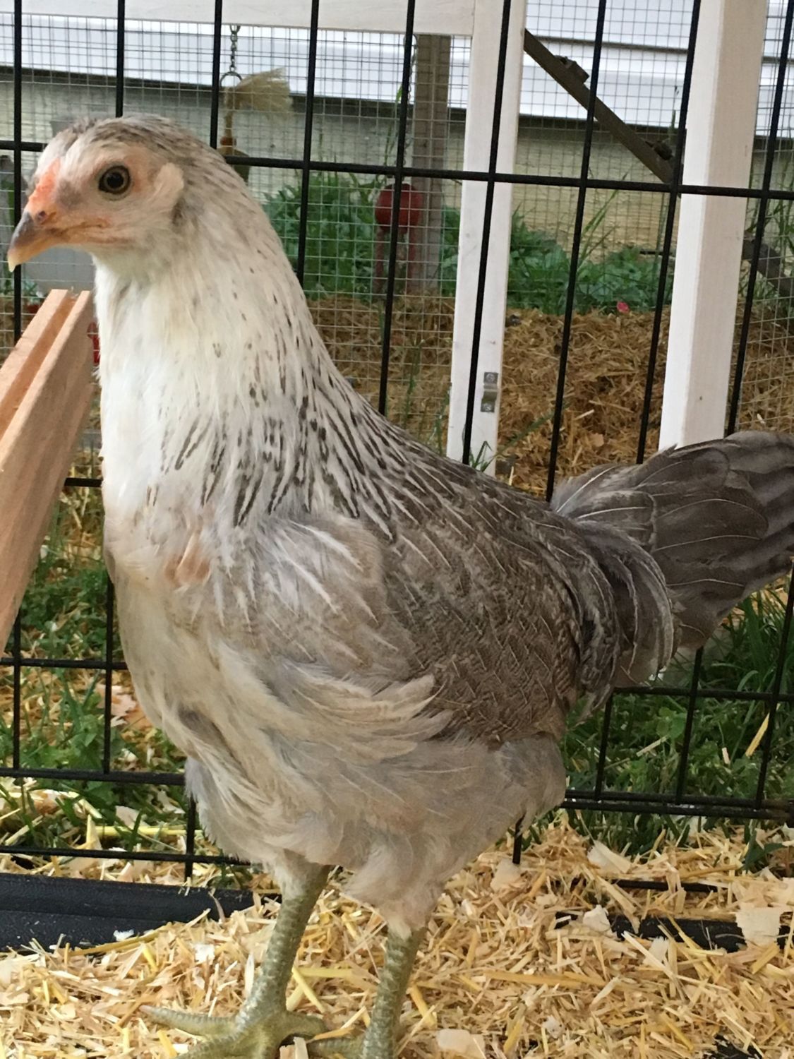13wk hen...what the heck is she??? Silver Phoenix? PIC HEAVY!!! | Page ...