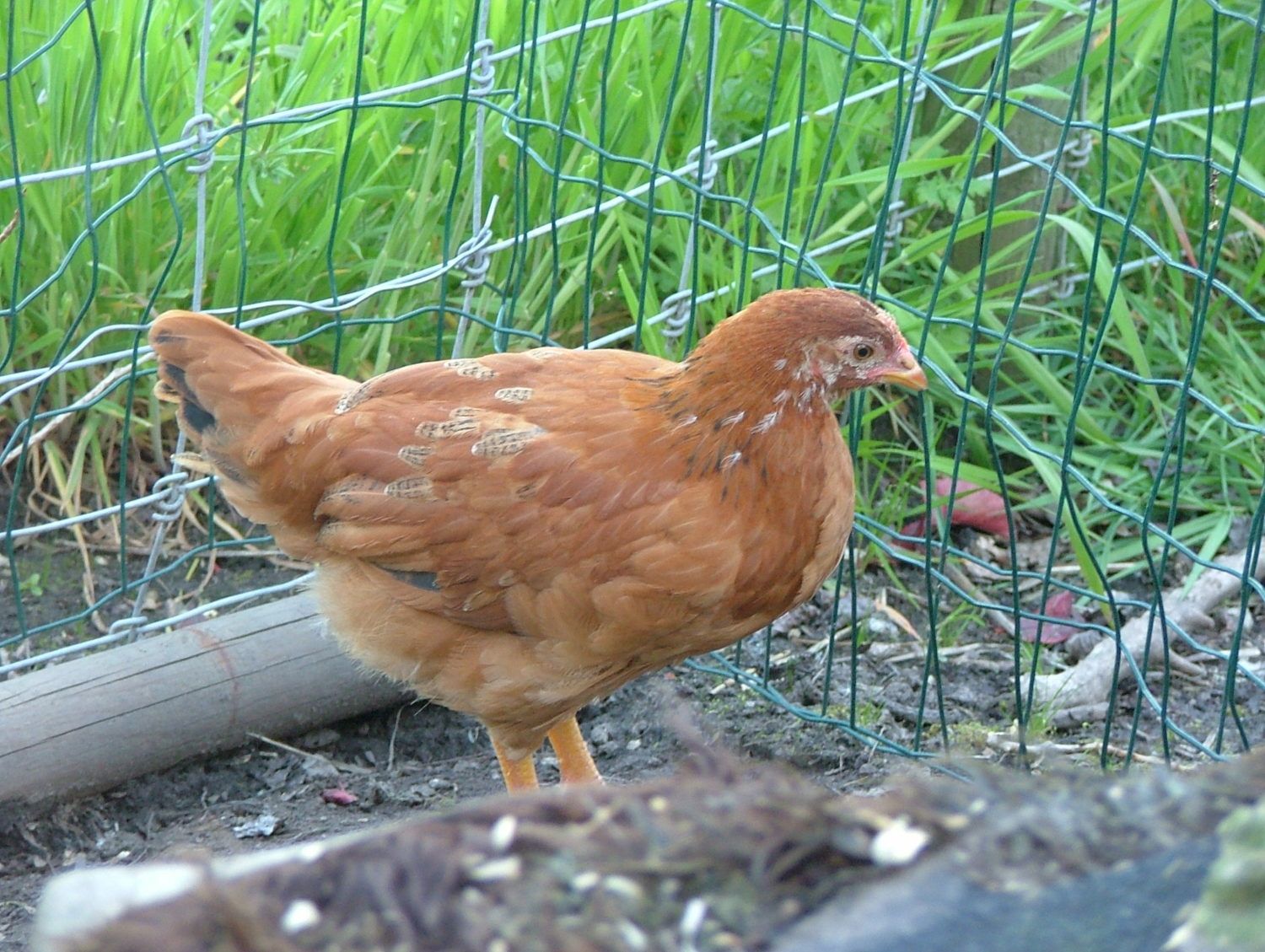 4 Chicks -2 Harco, 2 Isa Brown, need confirmation on sex | Page 4 ...