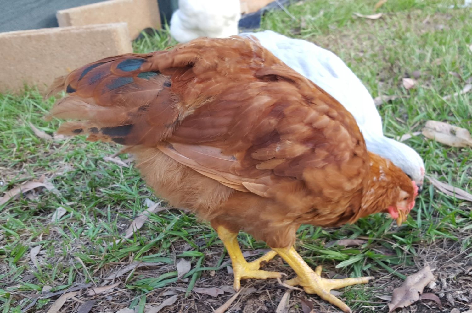 8 week old RIR, rooster or hen? | BackYard Chickens - Learn How to ...