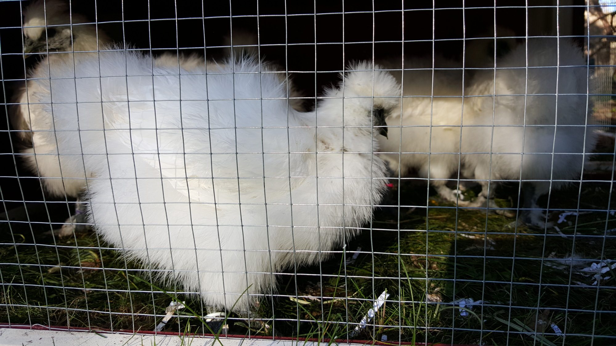Silkies, silkies, silkies! | BackYard Chickens - Learn How to Raise ...