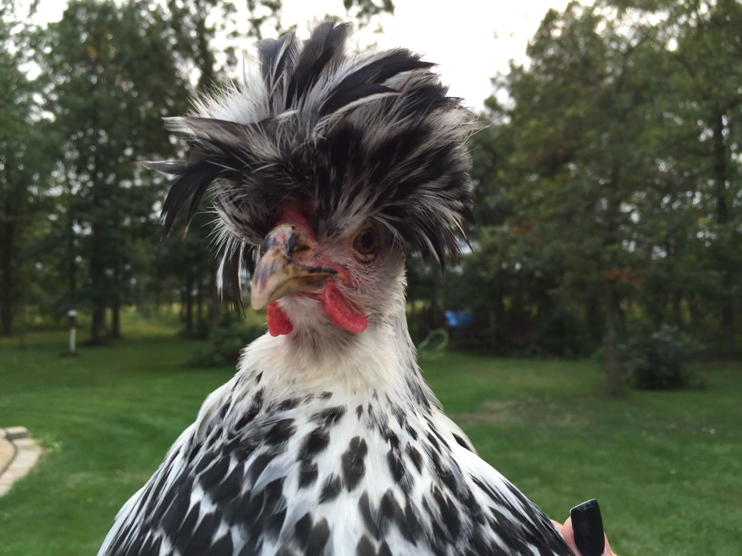 Appenzeller Spitzhauben