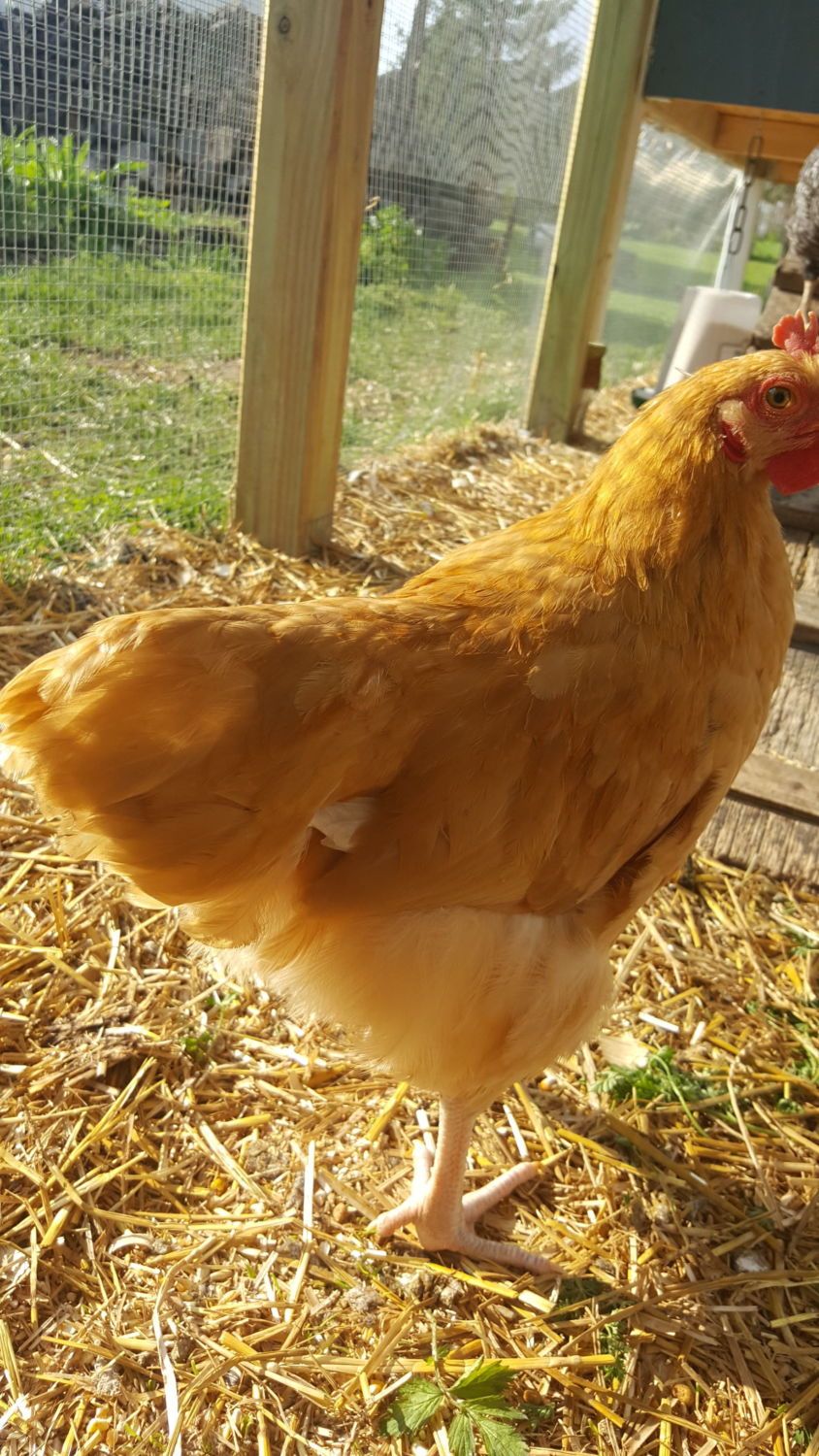 Buff orpington hen or roo? | BackYard Chickens - Learn How to Raise ...