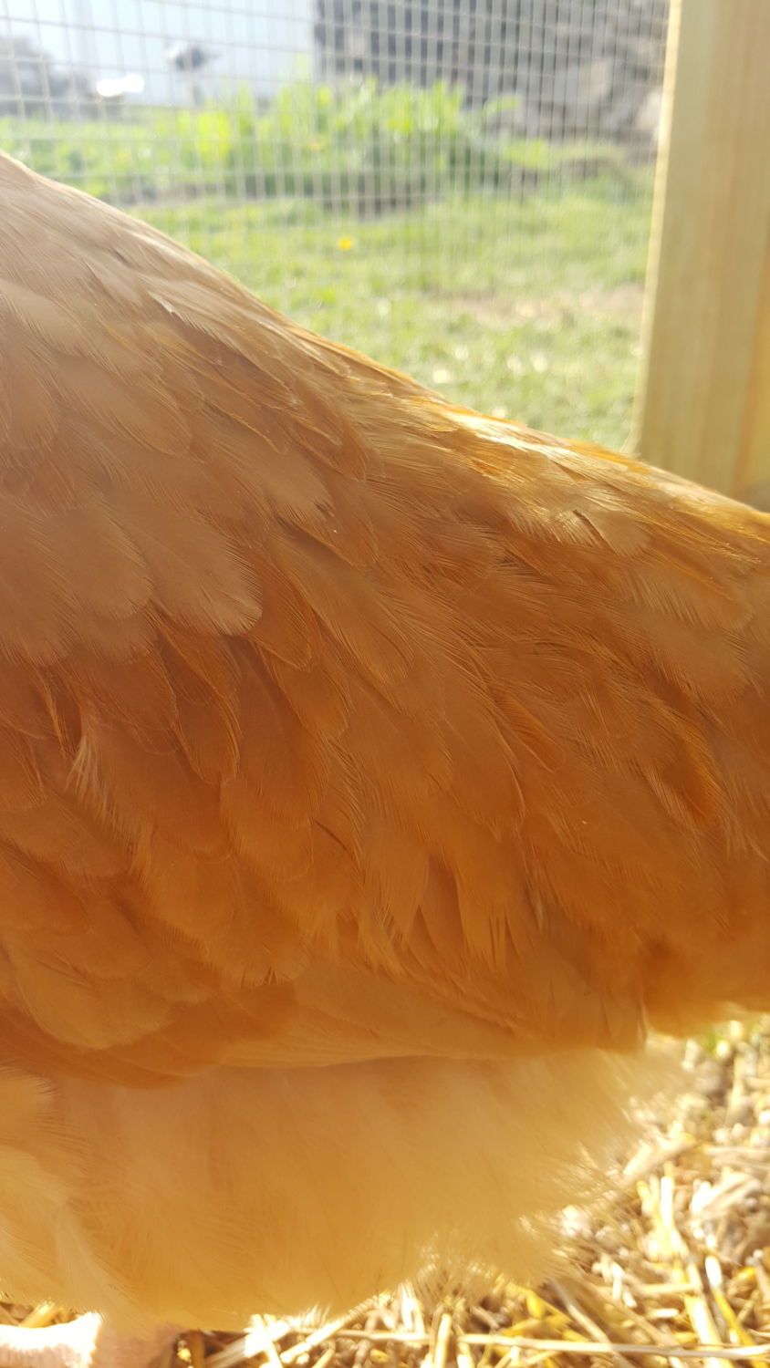 Buff orpington hen or roo? | BackYard Chickens - Learn How to Raise ...