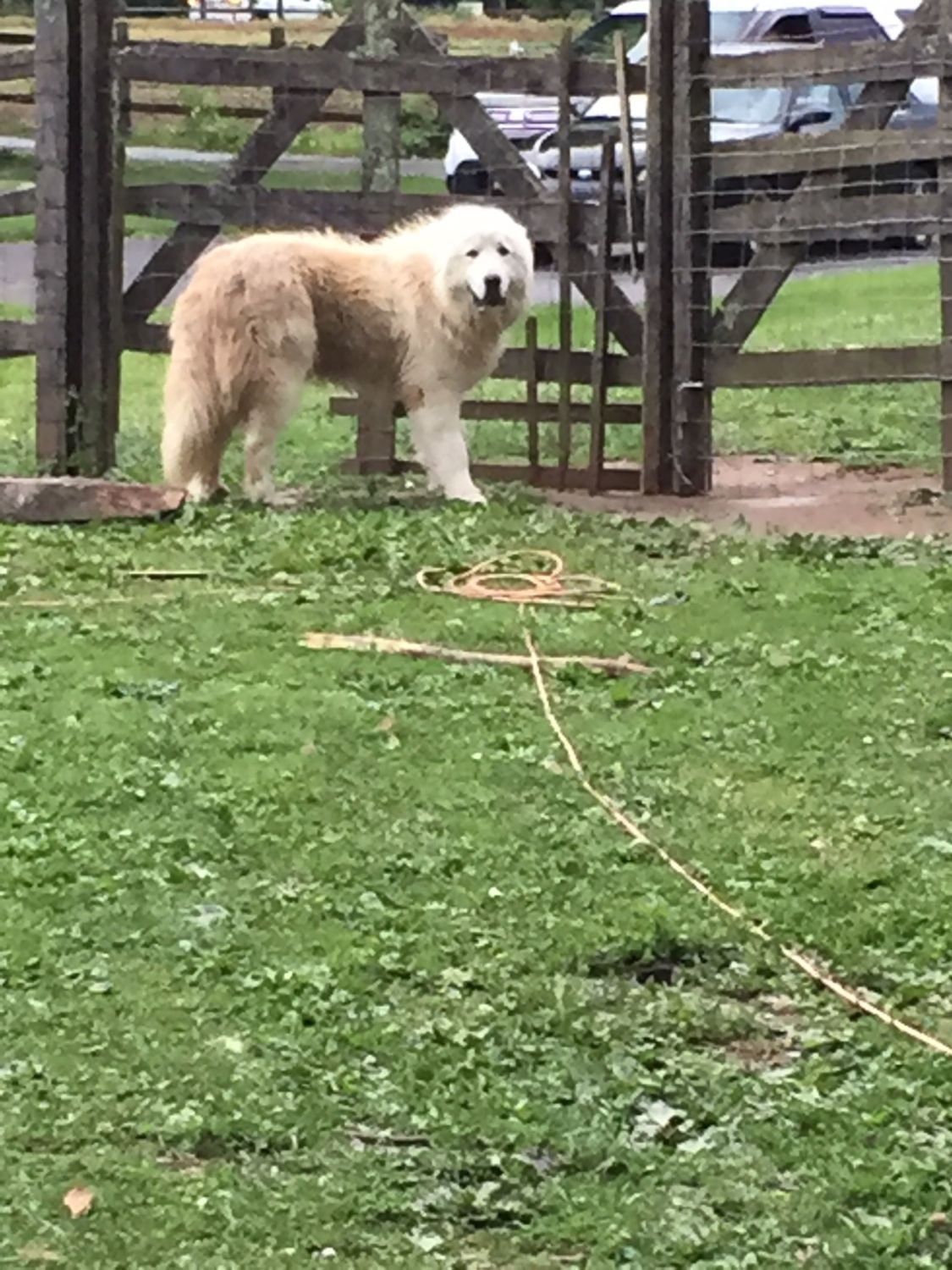 will a weasel attack a dog