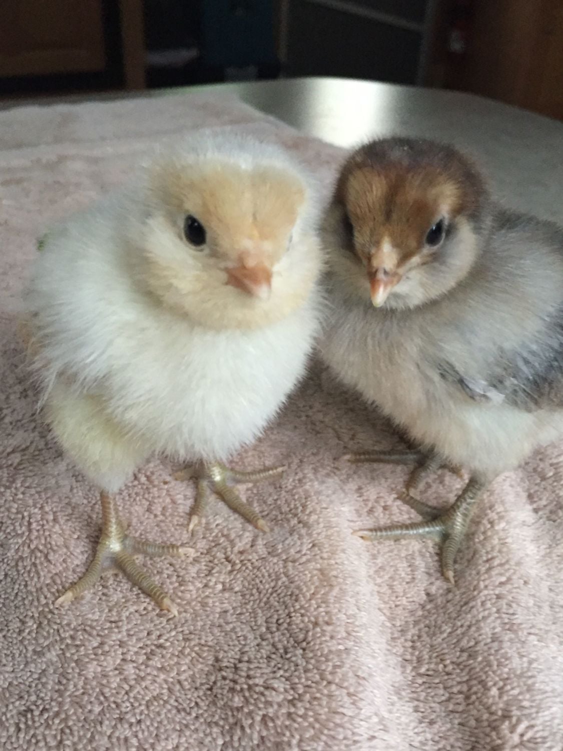 Help! Anyone know what gender or breed/mix these 5wk chicks might be ...