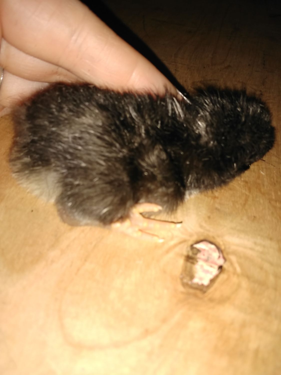 Baby Chick With Deformed Legs, just hatched last night | BackYard ...