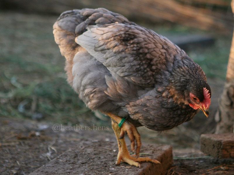 Blue Orpington Roo? | BackYard Chickens - Learn How to Raise Chickens