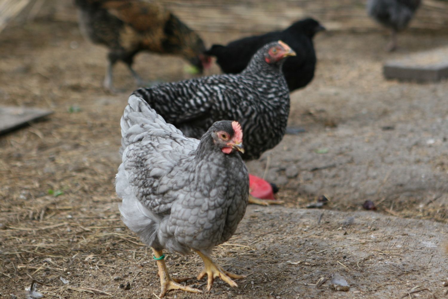 Blue Orpington Roo? | BackYard Chickens - Learn How to Raise Chickens