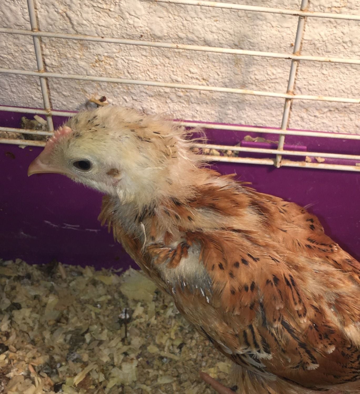 When Can I Tell If My Chick Is A Rooster Or A Hen Page 6 Backyard