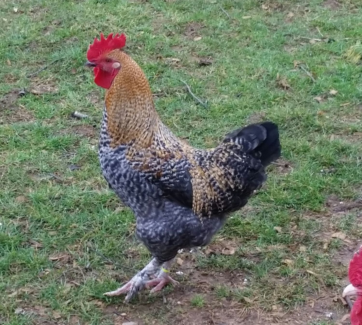 Let's talk Golden Cuckoo Marans! | Page 70 | BackYard Chickens - Learn ...