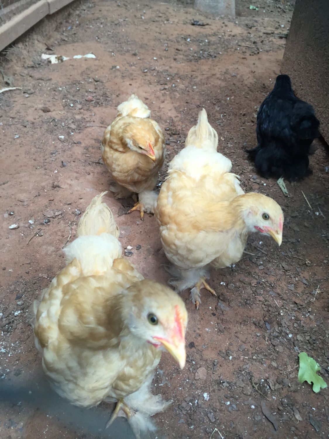 8 Week Buff Cochin Lf Pullets Or Roos Backyard Chickens Learn How To Raise Chickens