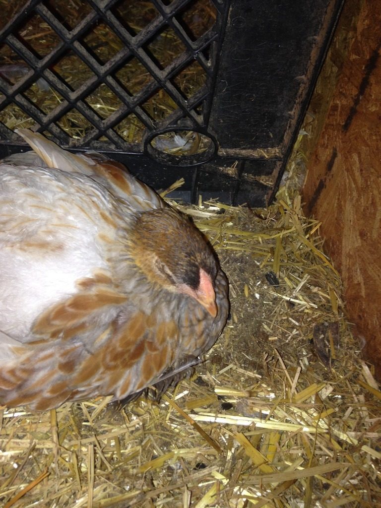 Need help sexing a few 6 week old chicks | BackYard Chickens - Learn ...