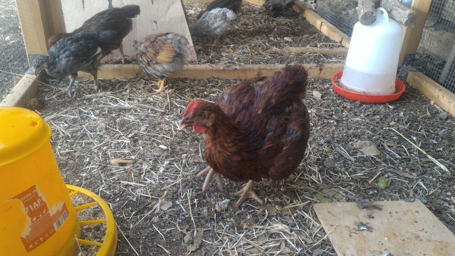 partridge rocks or Speckled sussex, boy or girl | BackYard Chickens ...