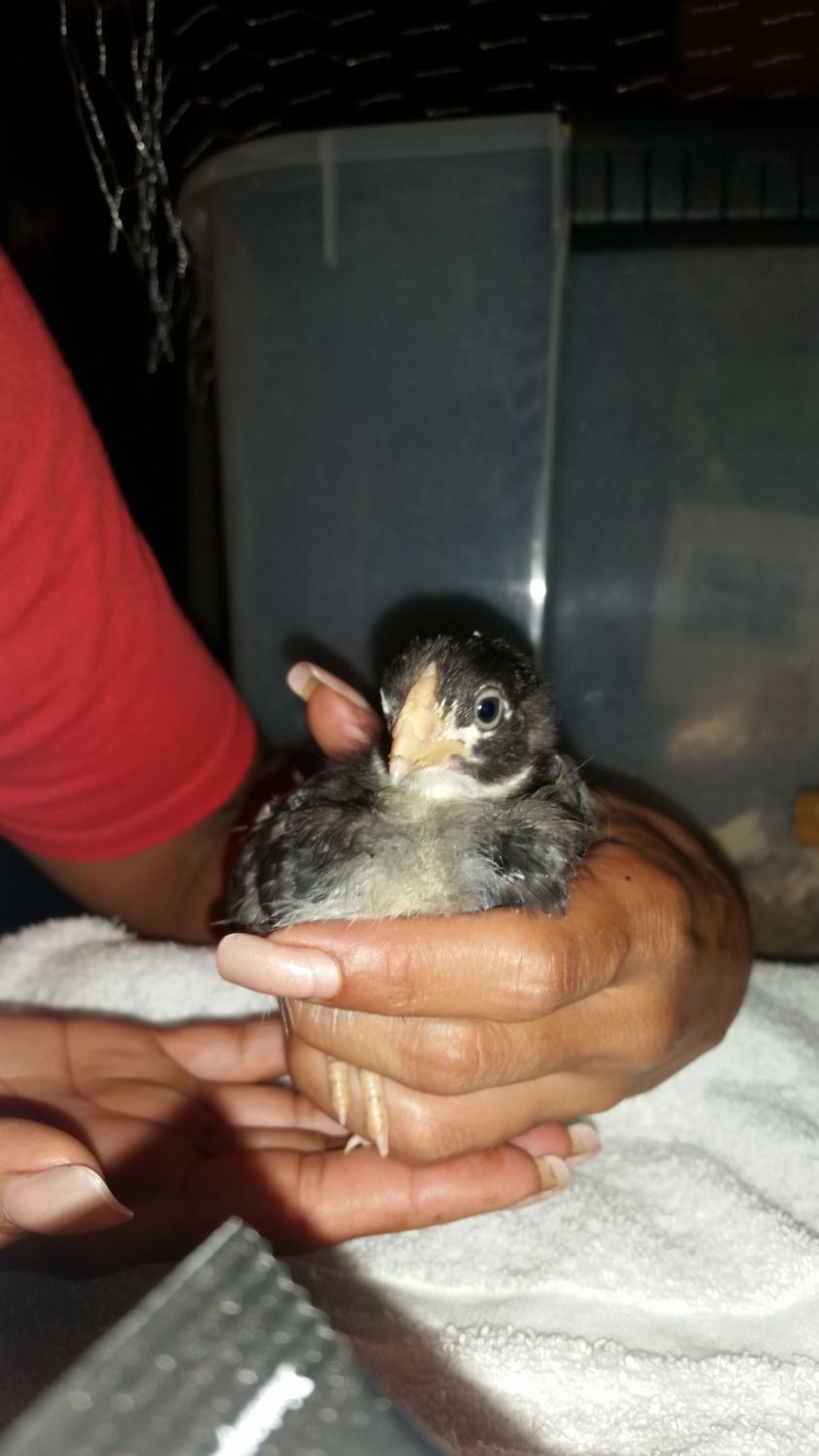 Need Help Identifying These Guys Backyard Chickens Learn How To