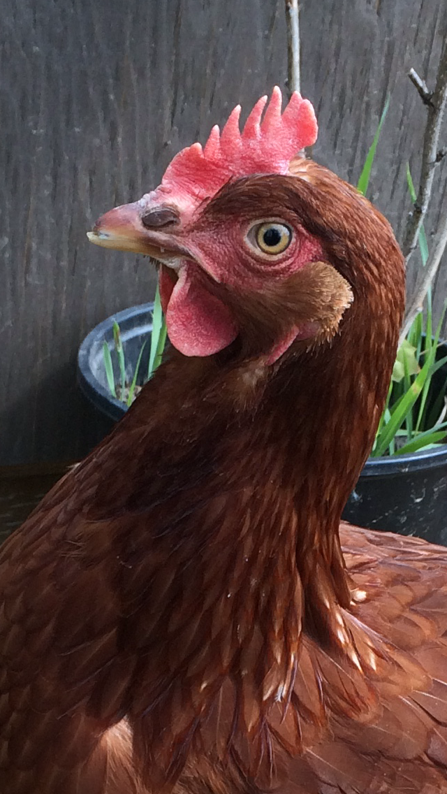 Will a debeaked chicken's beak grow back? | BackYard Chickens - Learn ...