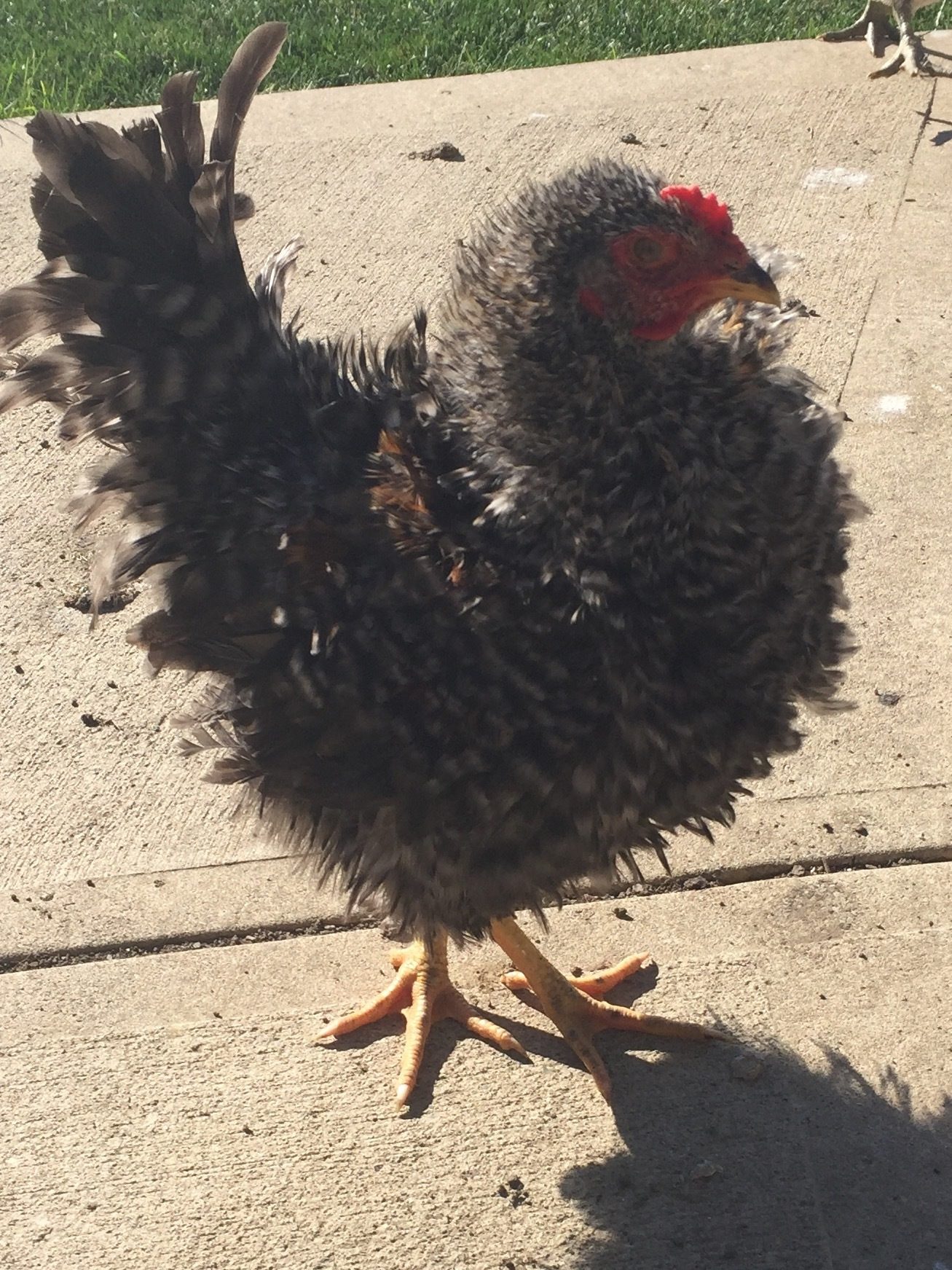 Free roosters in Cleveland Ohio | BackYard Chickens - Learn How to ...