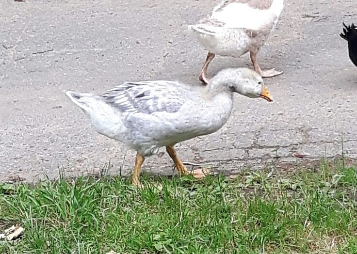 Gosling type | BackYard Chickens - Learn How to Raise Chickens