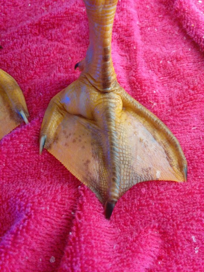 Bumblefoot surgery - with pics and "how to" | Page 72 | BackYard ...