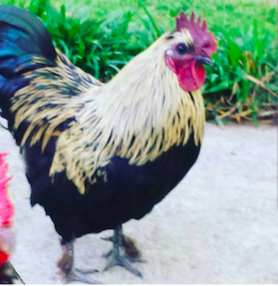 Mystery Mutt | BackYard Chickens - Learn How to Raise Chickens