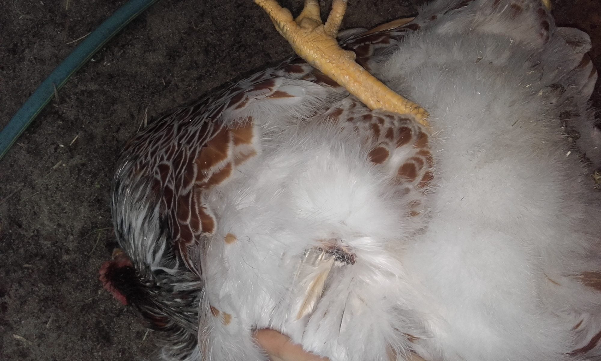 Limping rooster- black lumps on thigh | BackYard Chickens - Learn How ...