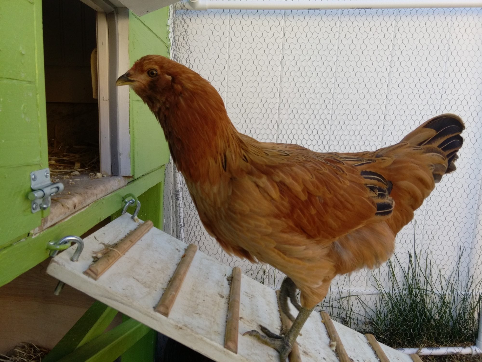 13 weeks - Pullets? | BackYard Chickens - Learn How to Raise Chickens