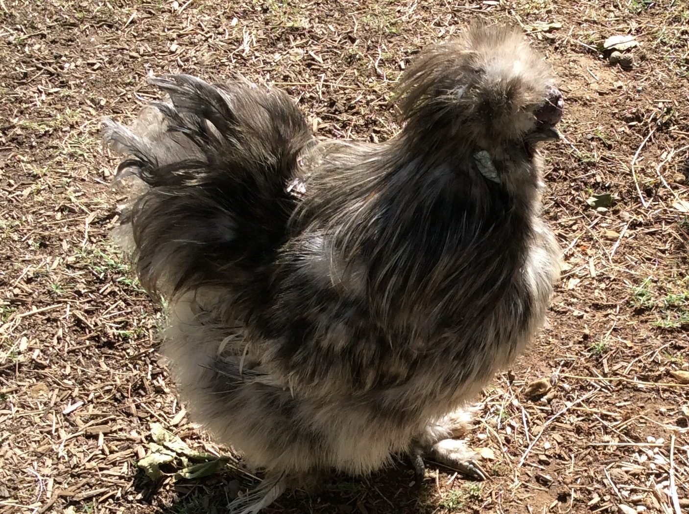 Free Calico Bantam Cochins Young Roos Backyard Chickens Learn How To Raise Chickens