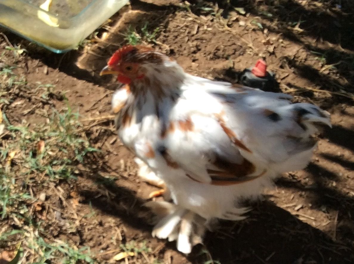 Free Calico Bantam Cochins Young Roos Backyard Chickens Learn How To Raise Chickens