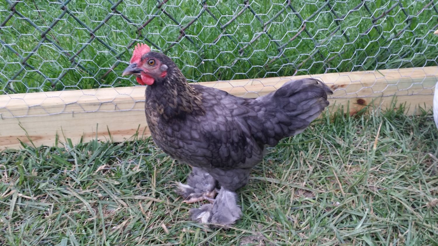2 month old bantams hen or roos? What breed? | BackYard Chickens ...