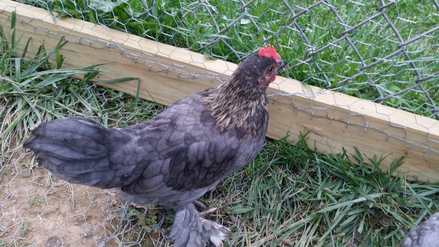 2 month old bantams hen or roos? What breed? | BackYard Chickens ...