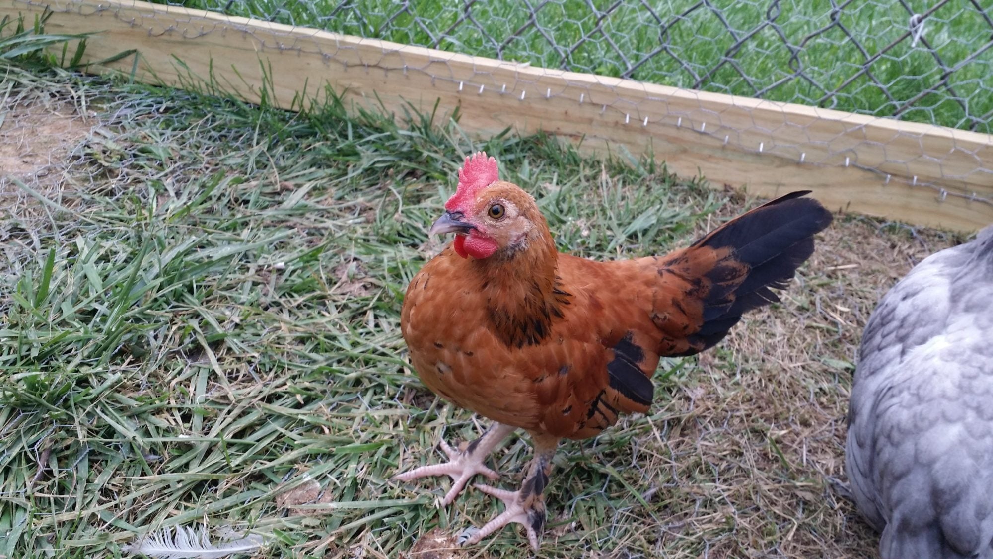 2 month old bantams hen or roos? What breed? | BackYard Chickens ...