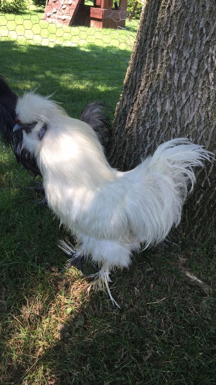 Silkie - hen or roo? | BackYard Chickens - Learn How to Raise Chickens