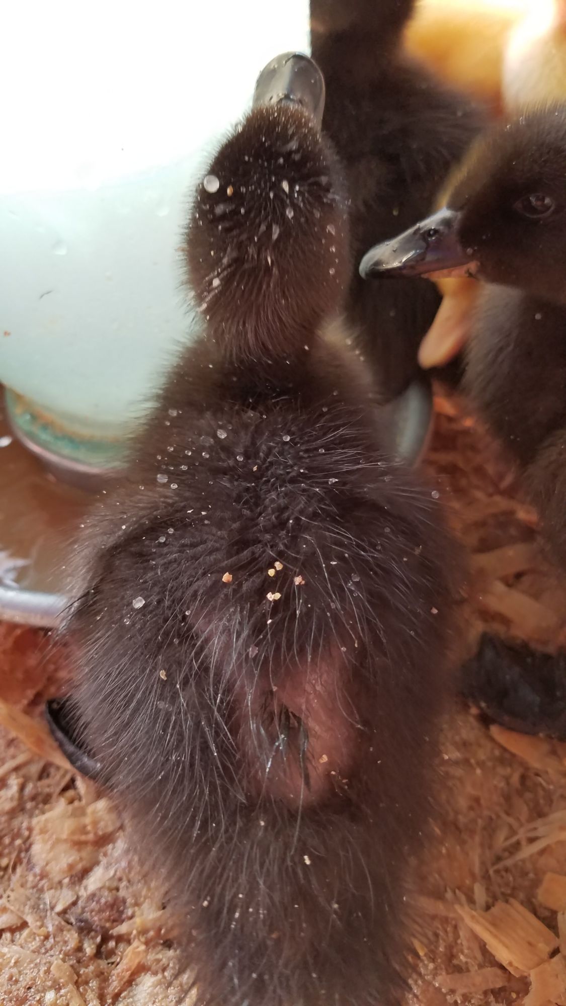 Bald spot on cuyuga duckling | BackYard Chickens - Learn How to Raise ...