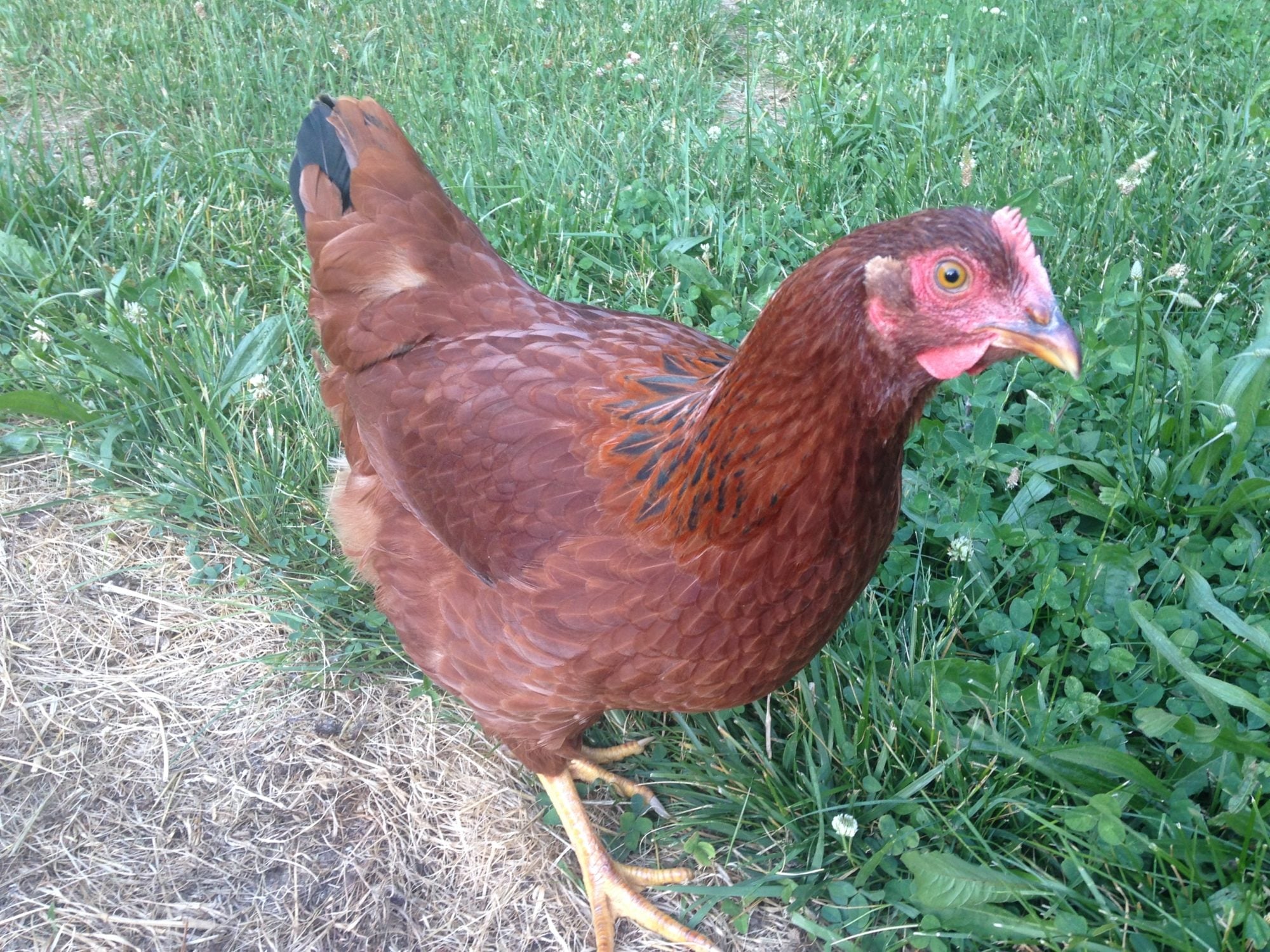 Production Red Rooster