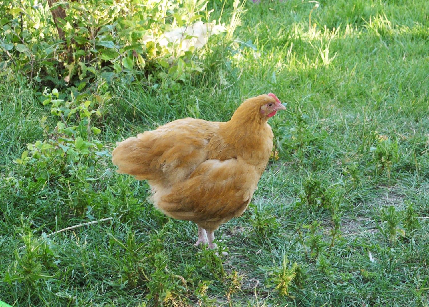 buff orpington, roo or pullet... | Page 2 | BackYard Chickens - Learn ...
