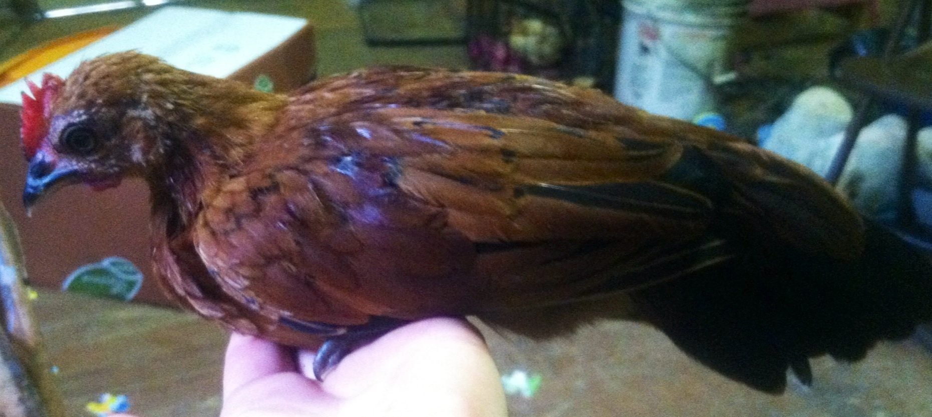 OEGB rooster- what breed?? | BackYard Chickens - Learn How to Raise ...