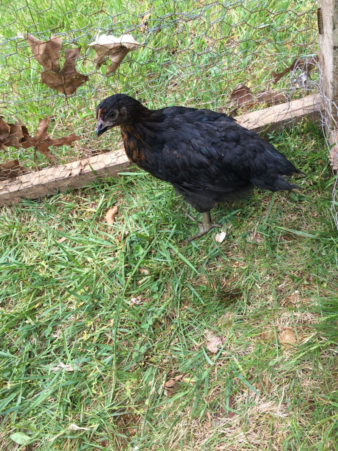 What breed am I? Rhode rock? Cornish hen? | BackYard Chickens - Learn ...