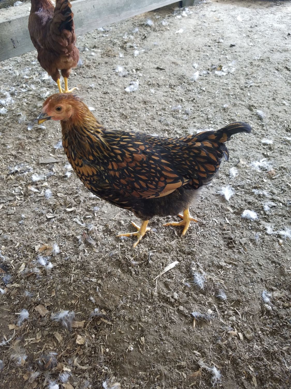 Sexing my 14 chicken flock | BackYard Chickens - Learn How to Raise ...