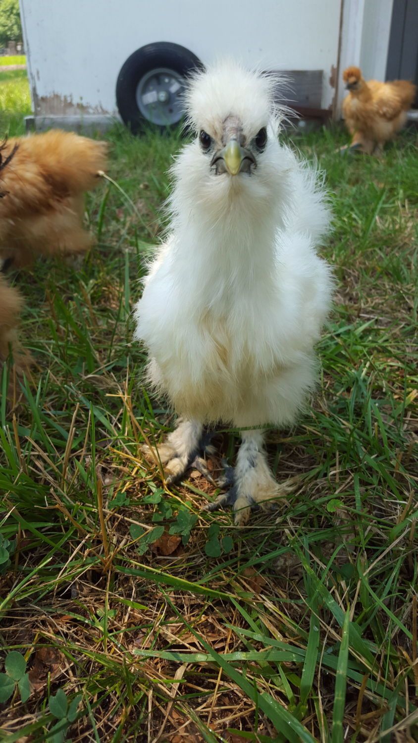 White and partridge silkies... Gender? Both are 12 weeks | BackYard ...
