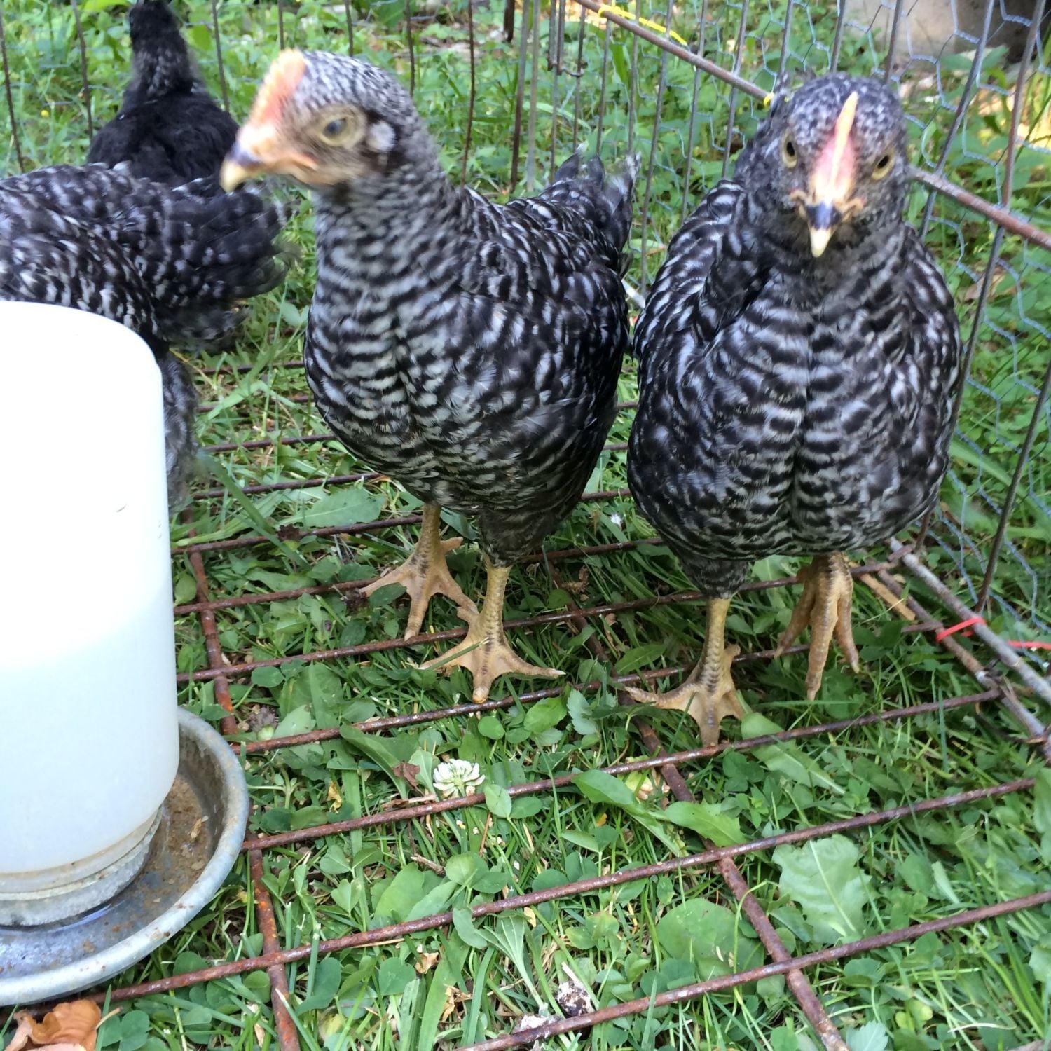 Barred rock roo? | BackYard Chickens - Learn How to Raise Chickens