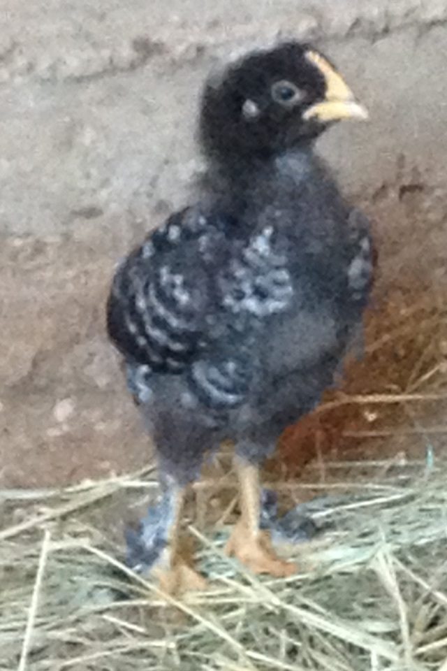 Identifying baby chicks | BackYard Chickens - Learn How to Raise Chickens