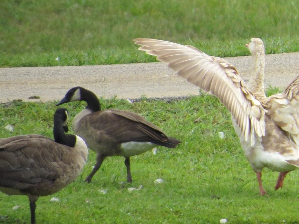 Wild Goose Identification?