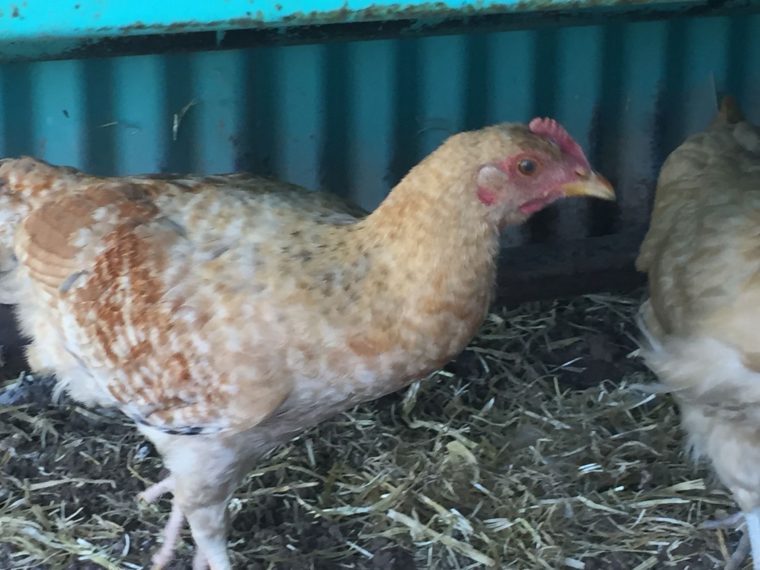 Hen or Roo??? | BackYard Chickens - Learn How to Raise Chickens