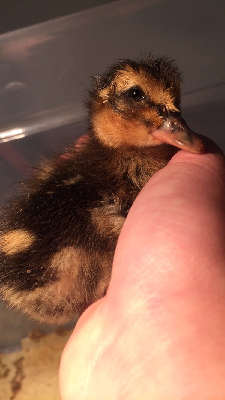 Duckling Identification | BackYard Chickens - Learn How to Raise Chickens