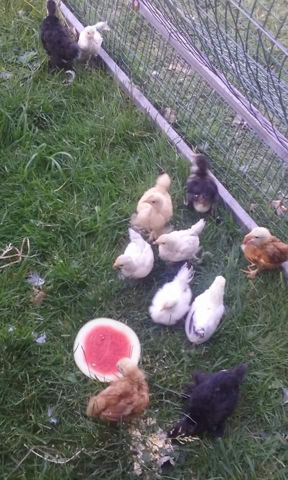 Assorted Bantams | BackYard Chickens - Learn How to Raise Chickens