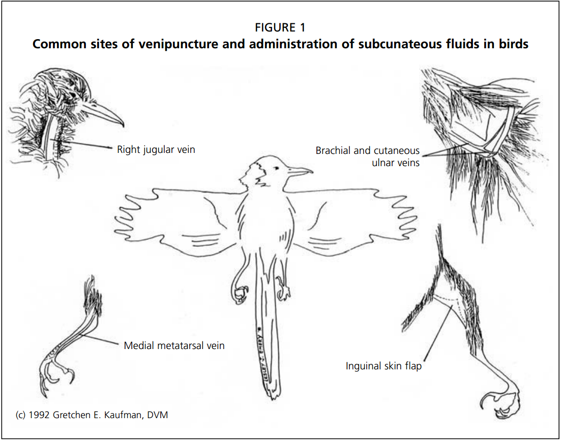 How to Provide Emergency and Supportive Care - Updated 10-30-2016