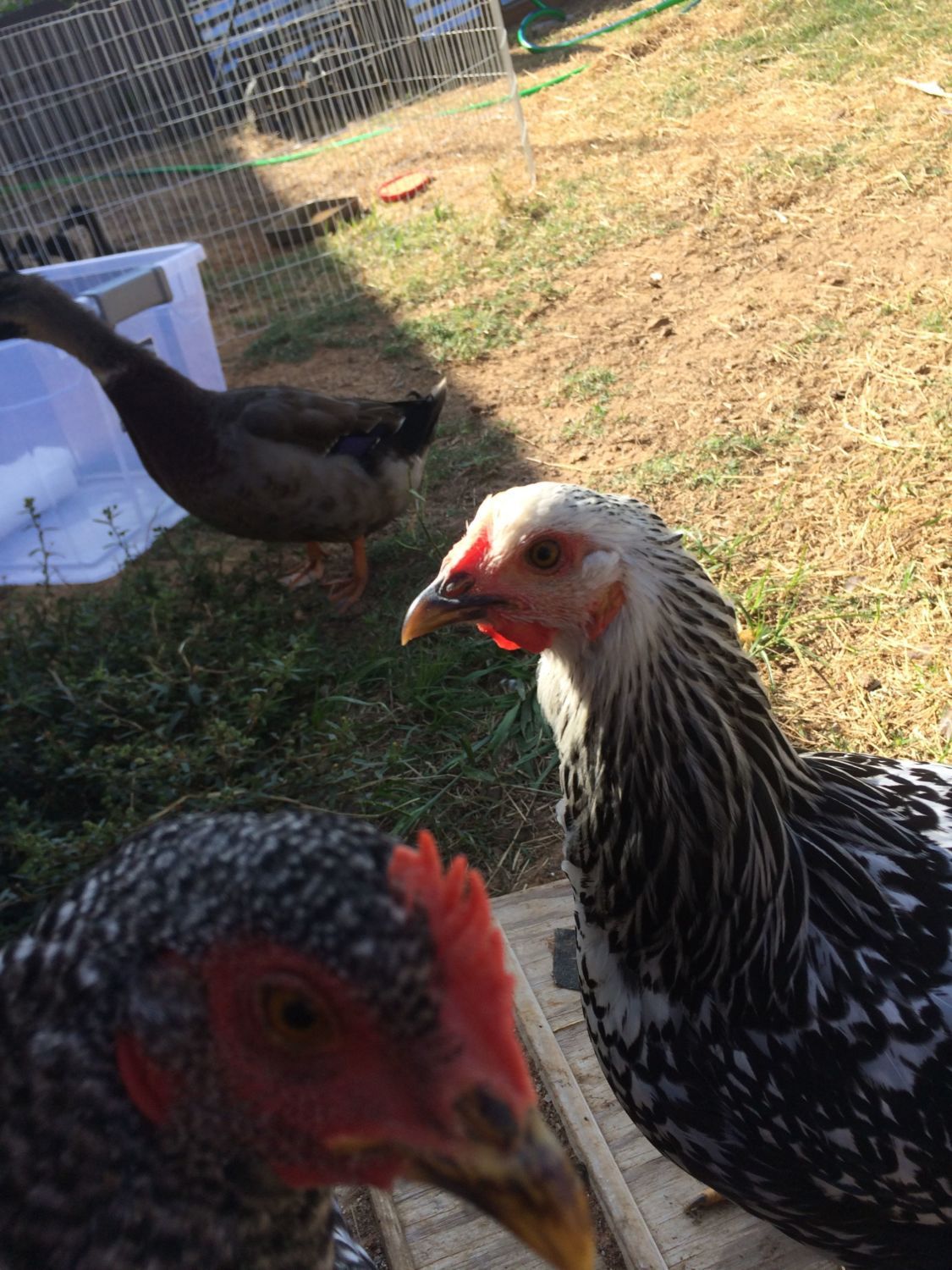 Silver laced- Hen or roo | BackYard Chickens - Learn How to Raise Chickens