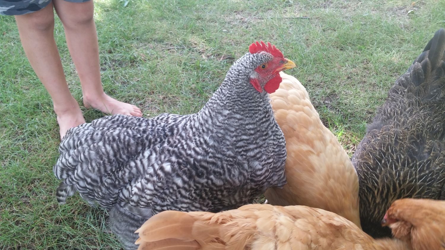 Barred Cochin - male or female? | BackYard Chickens - Learn How to ...
