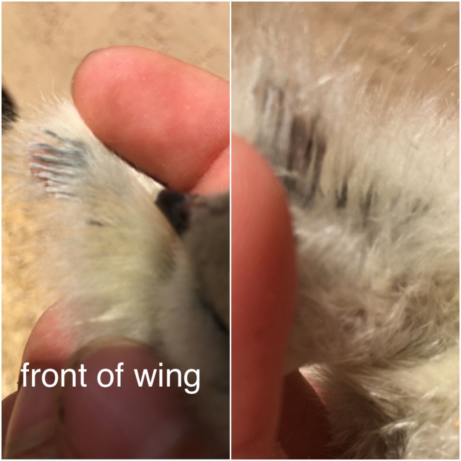 Wing sexing Chicks! You be the judge! | BackYard Chickens - Learn How ...